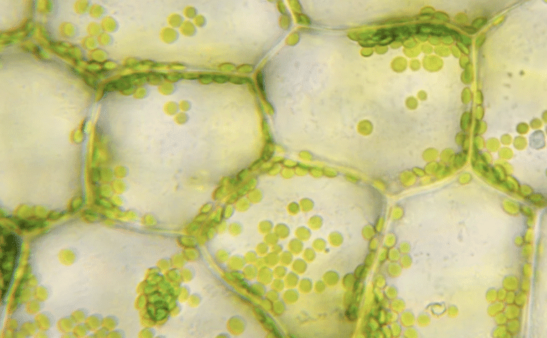 NGSS Aligned Resources for Middle School – Virtual Science Teachers