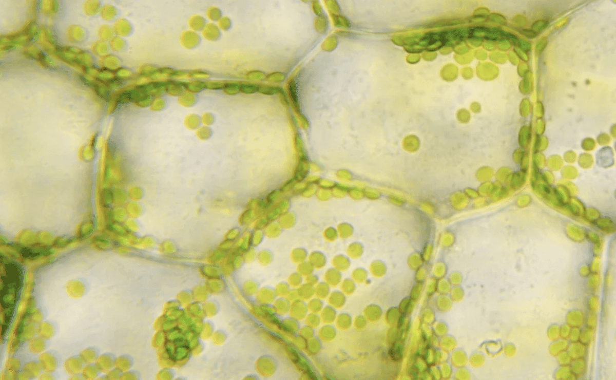 NGSS Aligned Resources for Middle School – Virtual Science Teachers