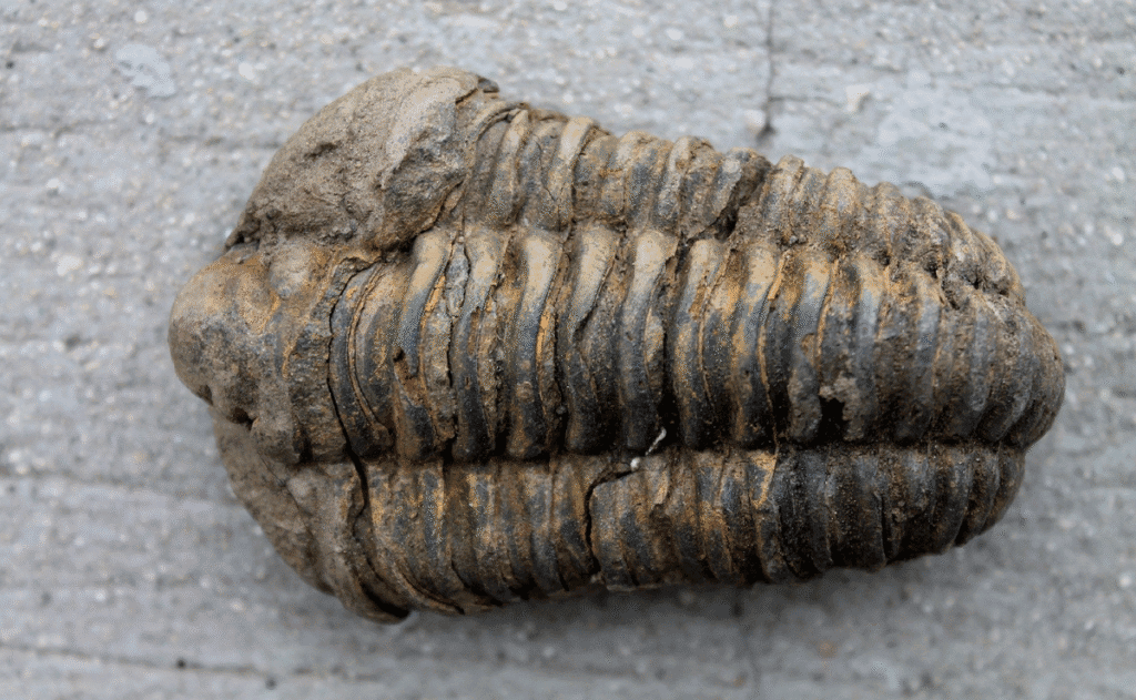 NGSS Aligned Resources for Middle School – Virtual Science Teachers