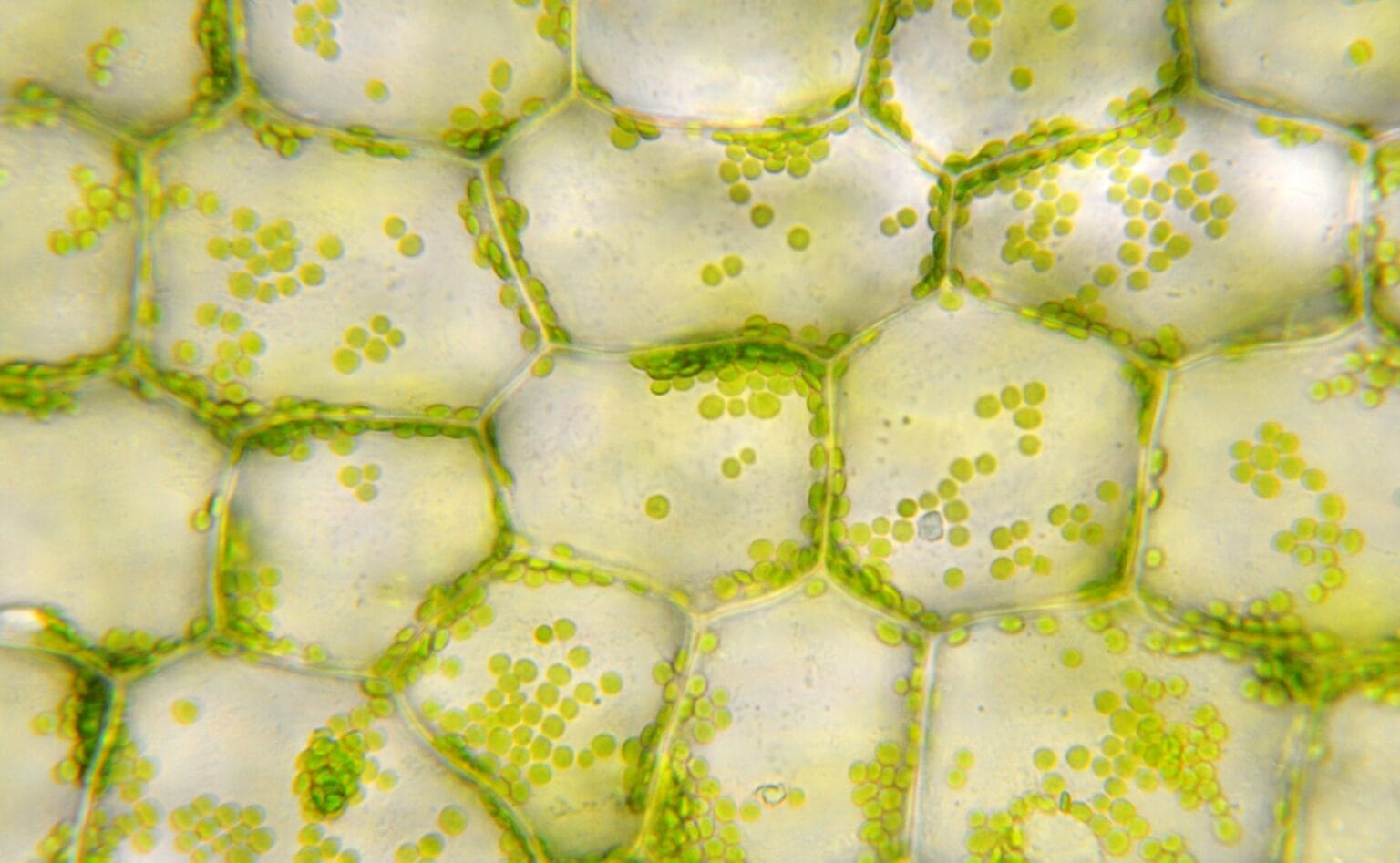 Bell Ringers – Virtual Science Teachers