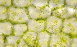 Bell Ringers – Virtual Science Teachers