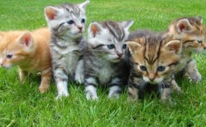 Bell Ringers – Virtual Science Teachers