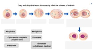 Life Science Mini-Challenges – Virtual Science Teachers